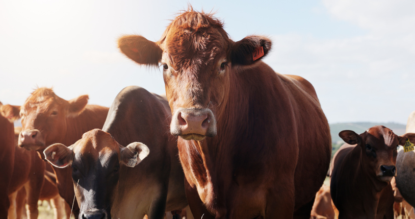 Cancer Breakthrough Accidentally Discovered by Cattle Farmers? - Health ...